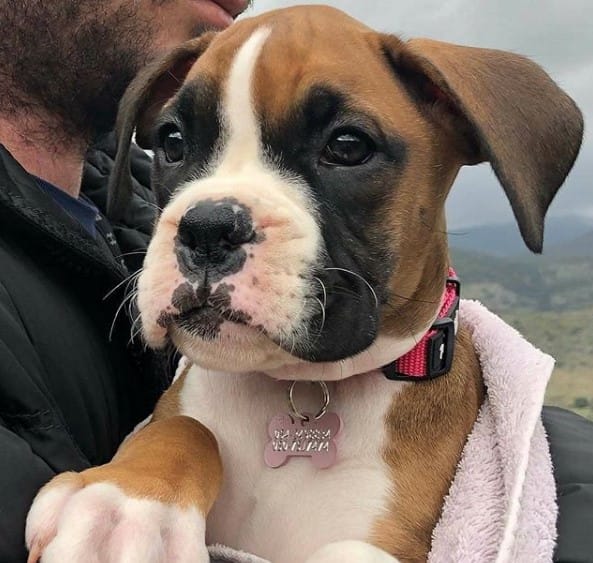 15 Character Traits Of a Boxer Dog - PetPress