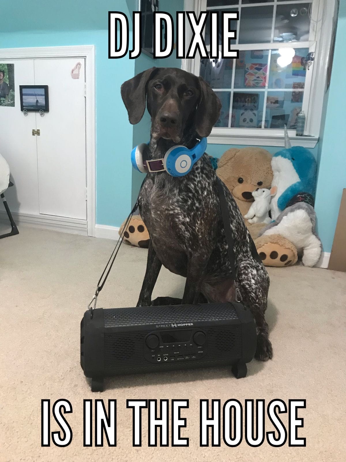 The 15 Funniest German Shorthaired Pointer Memes - Page 3 of 3 - PetPress