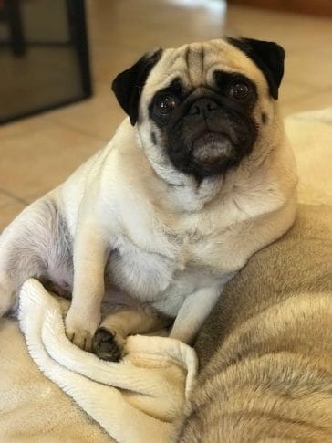 14 Reasons You Will Fall in Love with a Pug - Page 2 of 3 - PetPress