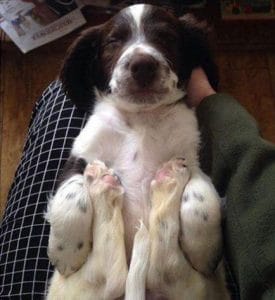 14 Springer Spaniels Who Will Make You Scream “WOW” - PetPress