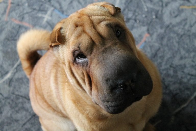15 Wrinkly Facts About the Shar-Pei - PetPress