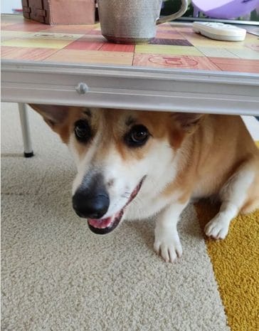 14 Funny Corgi Pictures That Will Make Your Day! - PetPress
