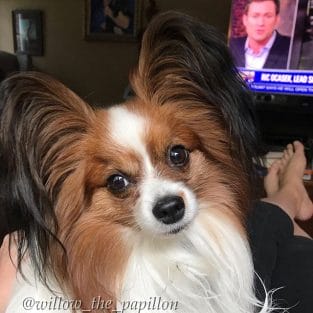 14 Interesting and Funny Facts About Papillons - PetPress