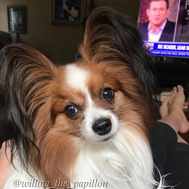 14 Interesting and Funny Facts About Papillons - PetPress