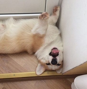14 Funny Corgi Pictures That Will Make Your Day! - PetPress