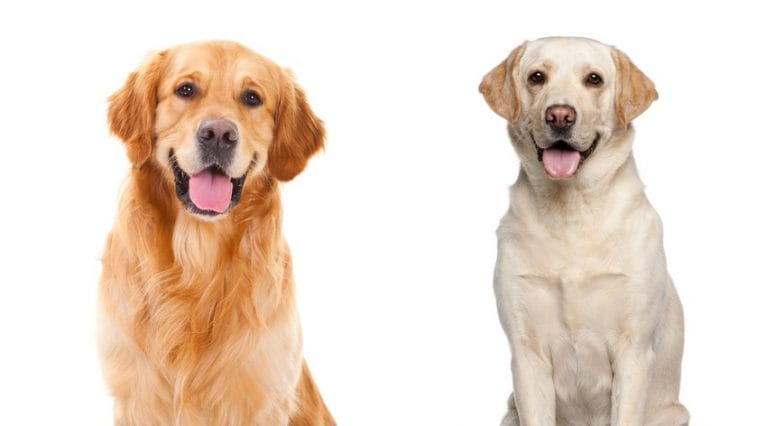 Top 14 Characteristics of Labrador Retrievers - PetPress