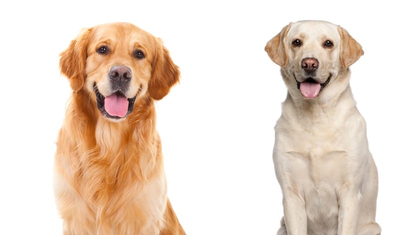 Top 14 Characteristics of Labrador Retrievers - PetPress