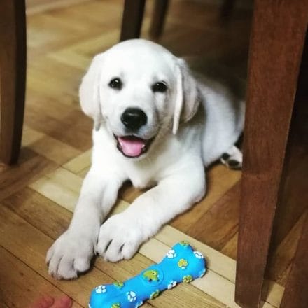 14 Signs Your Labrador Is The Best Dog Ever - PetPress