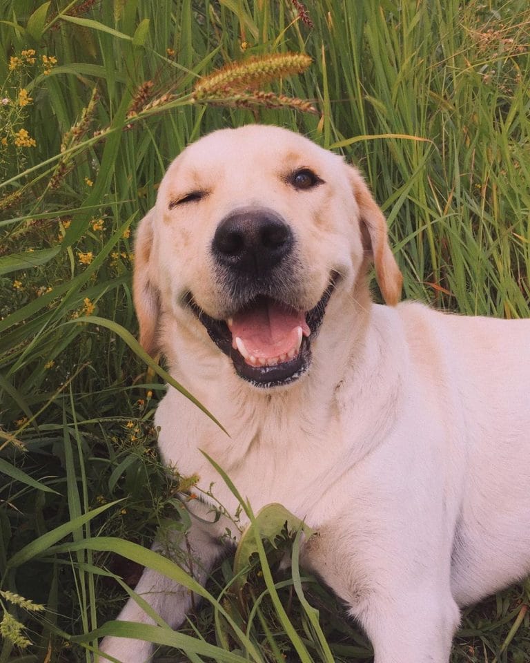 14 Ways How To Make Your Labrador Happy - PetPress
