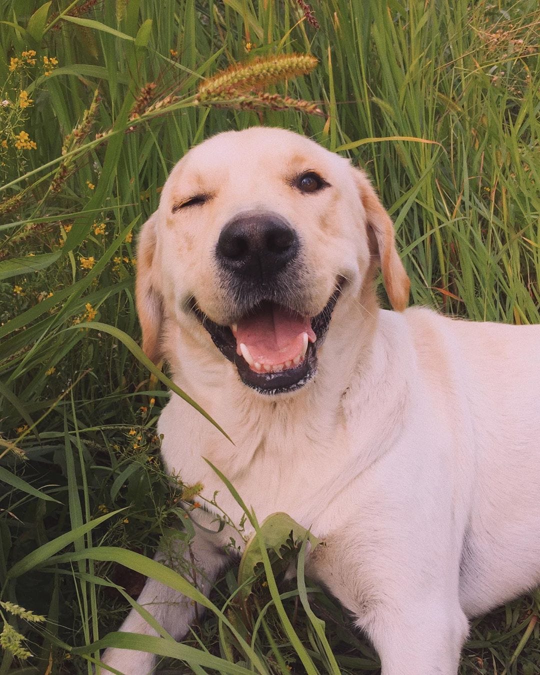 14 Ways How To Make Your Labrador Happy - PetPress