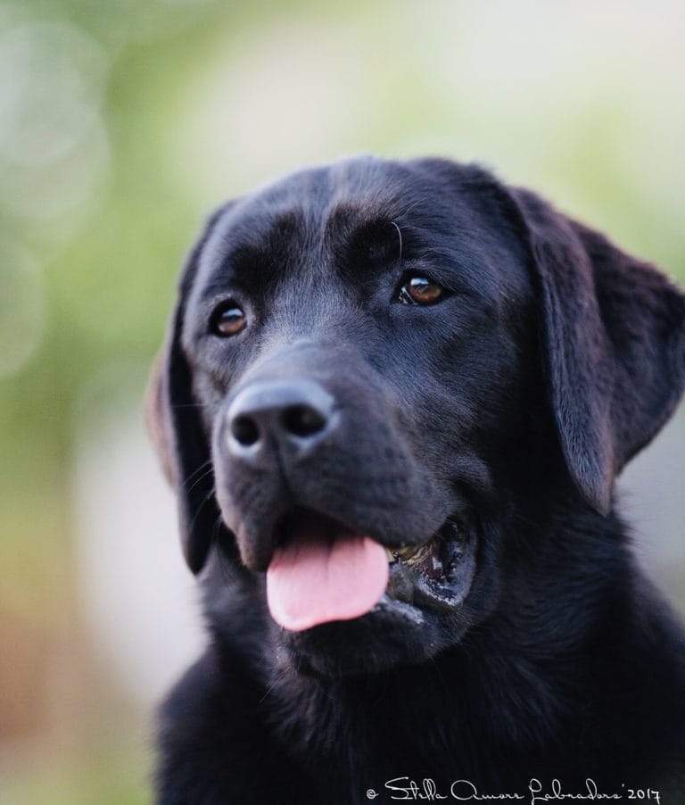 14 Quotes For Every Labrador Lover - PetPress