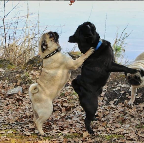 14 Funny Pugs That Will Make Your Day! - PetPress