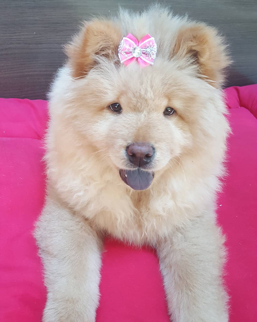 14 Facts About Chinese Lions – Chow Chow - PetPress