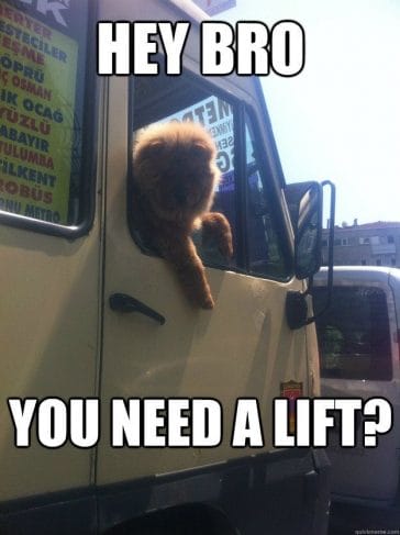 The 15 Funniest Chow Chow Memes - PetPress