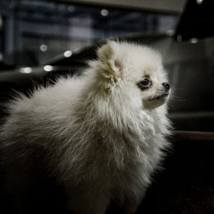 14 Adorable Things That You Wanna Know About Your Pomeranian - PetPress