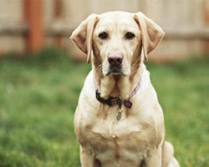 Top 14 Characteristics of Labrador Retrievers - PetPress