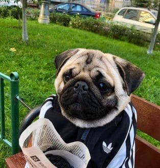 14 Funny Pug Pictures That Will Make You Smile! - PetPress