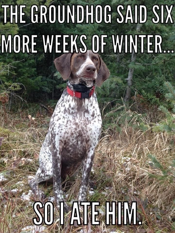 The 15 Funniest German Shorthaired Pointer Memes - PetPress