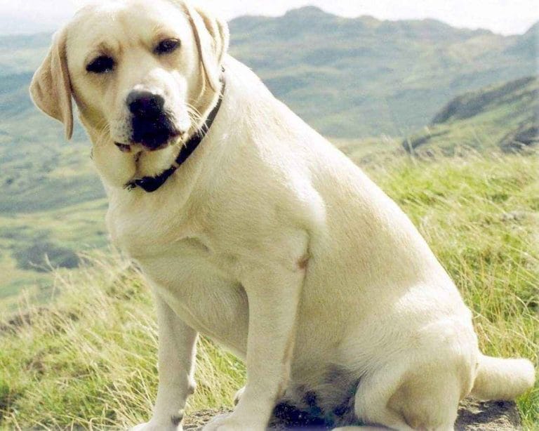 Top 14 Characteristics of Labrador Retrievers - PetPress