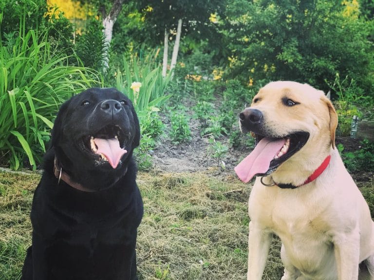 14 Signs Your Labrador Is The Best Dog Ever - PetPress