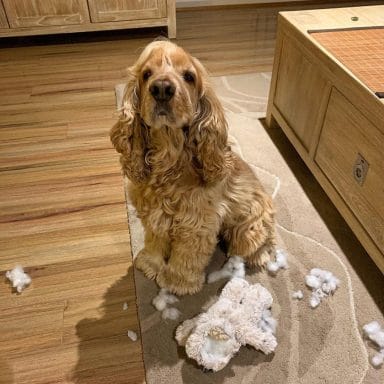 15 Reasons Why Cocker Spaniels are the Best Dogs in the World - PetPress