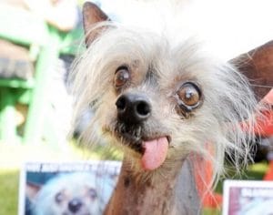14 Cutest Chinese Crested Dog Pictures Ever - PetPress