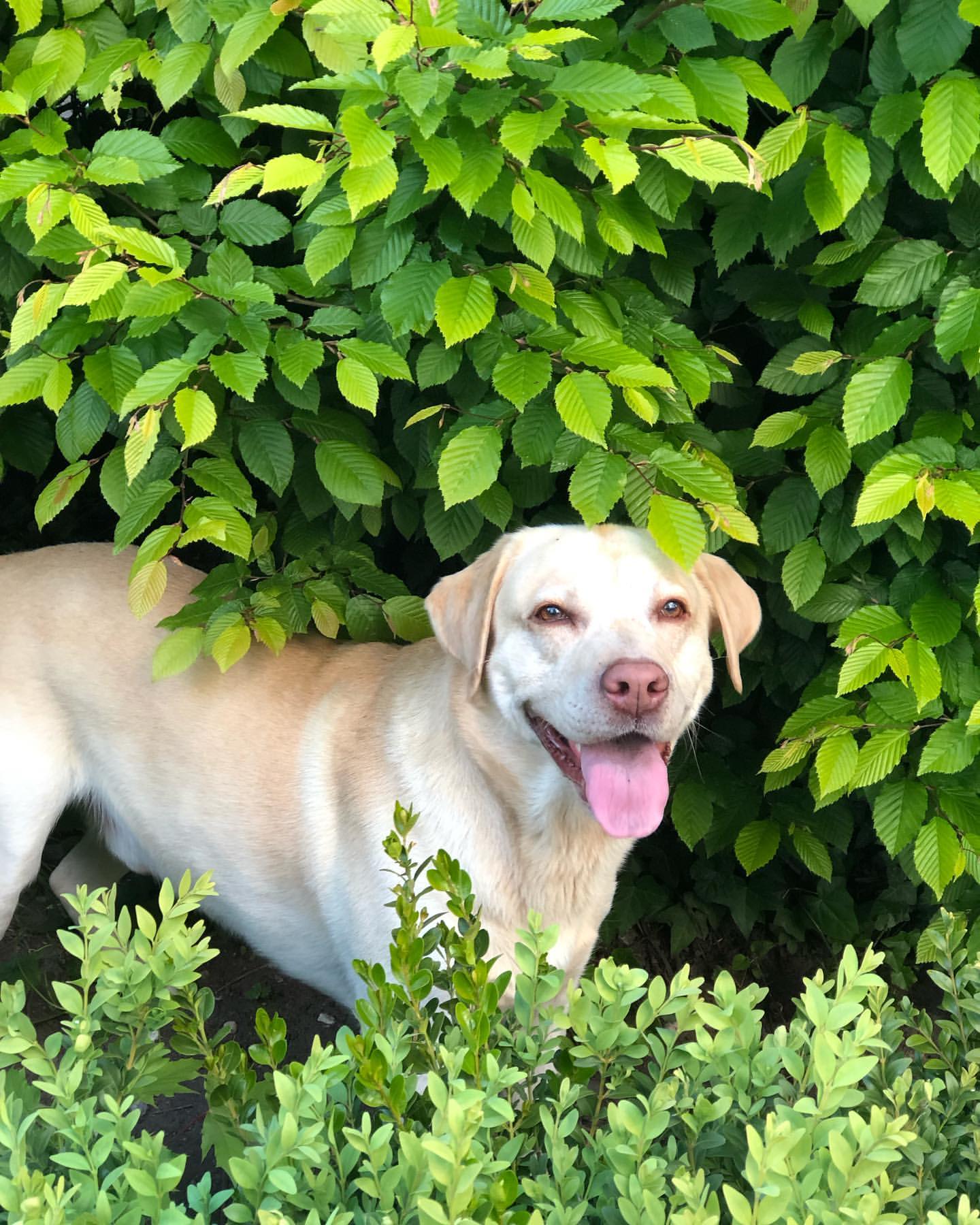 14 Facts You Should Know About Labrador Retrievers - PetPress