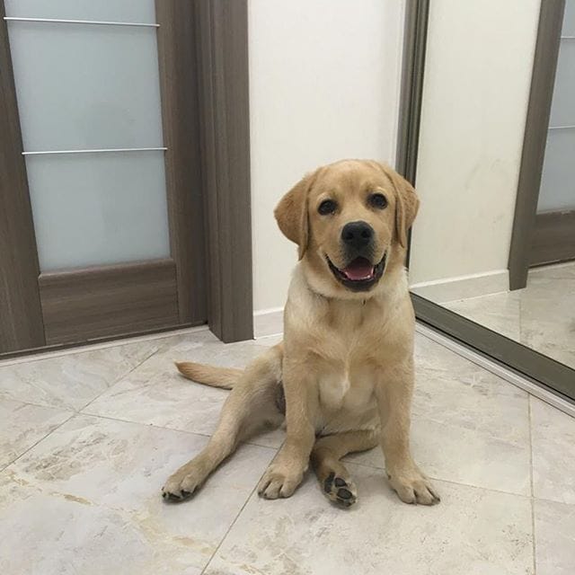 14 Reasons Why Labradors Are Best Friends For You - PetPress