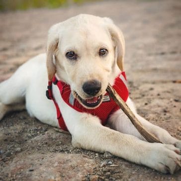 14 Signs Your Labrador Is The Best Dog Ever - PetPress