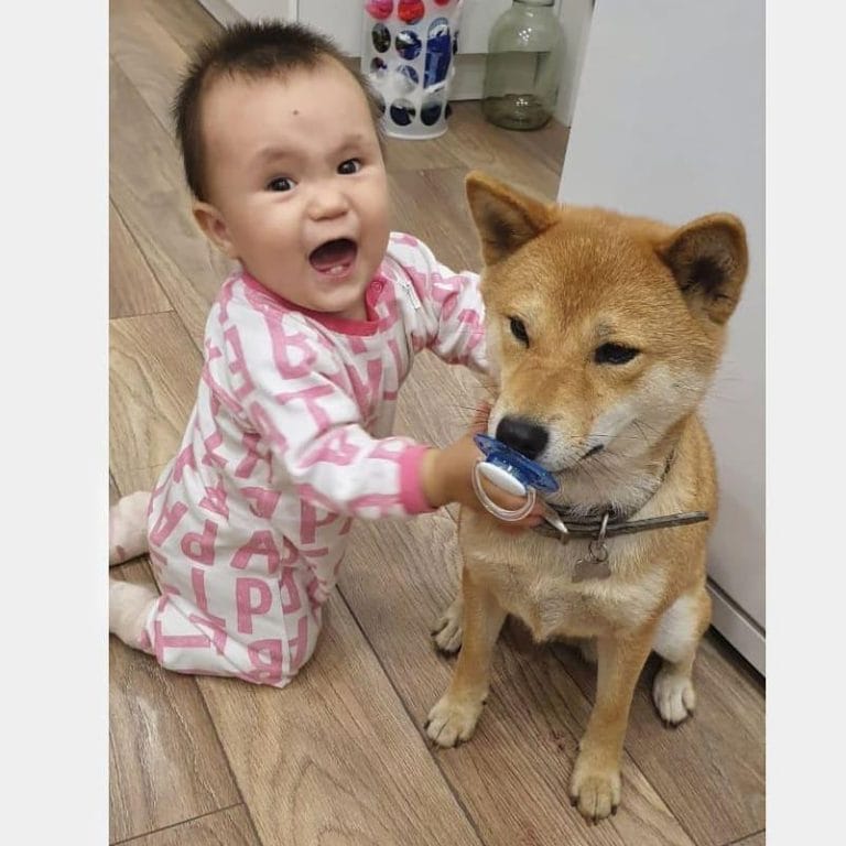 15 Photos Proving That Shiba Inu are the Best Friends - PetPress