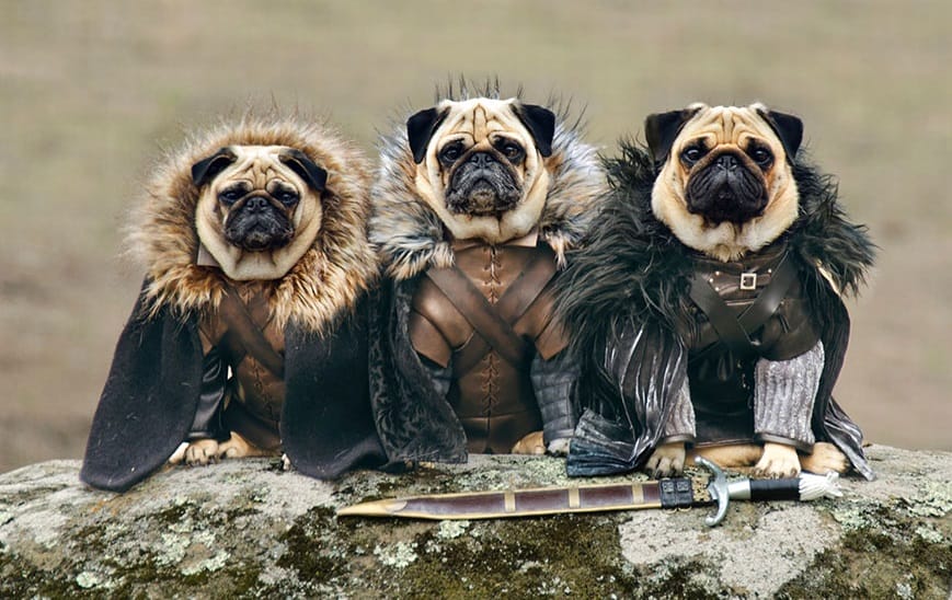 14 Amazing Cosplaying Pugs - PetPress