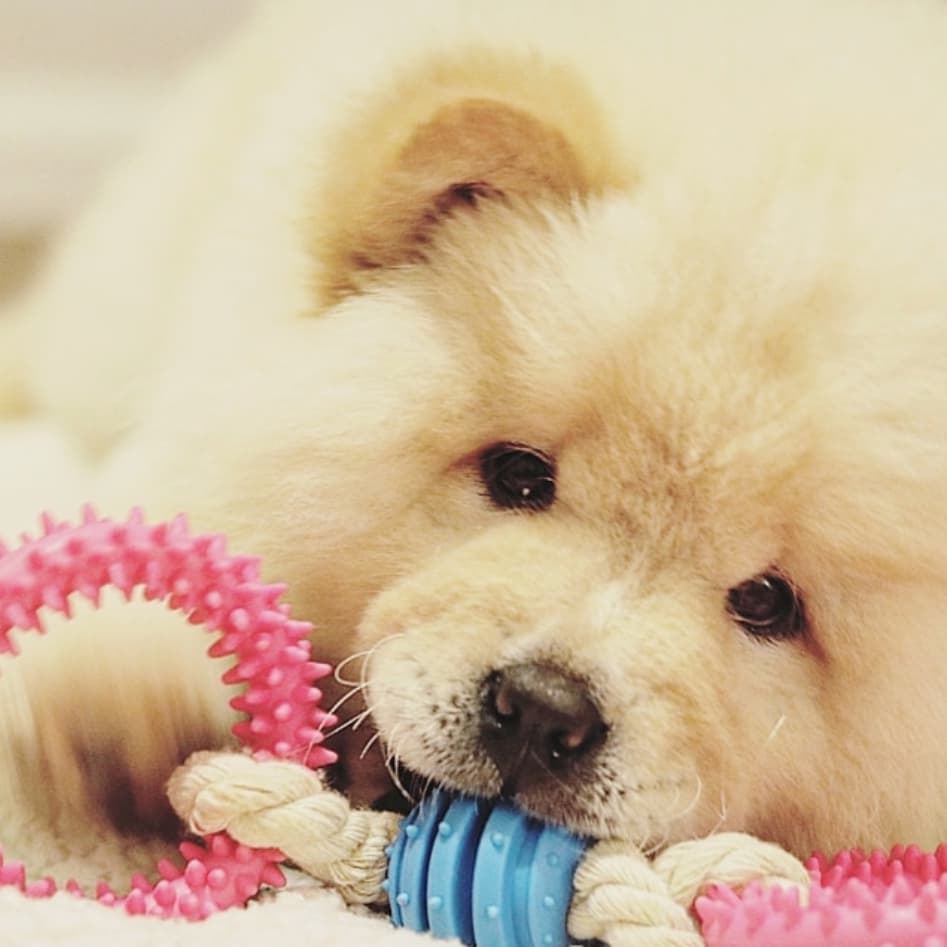 14 Facts About Chinese Lions – Chow Chow - PetPress