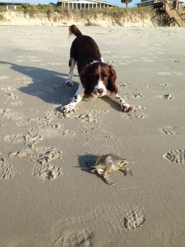 14 Springer Spaniels Who Will Make You Scream “WOW” - PetPress