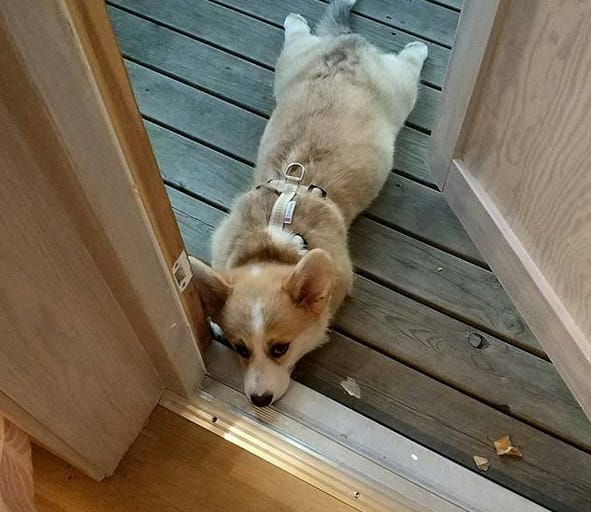 14 Funny Corgi Pictures That Will Make Your Day! - PetPress