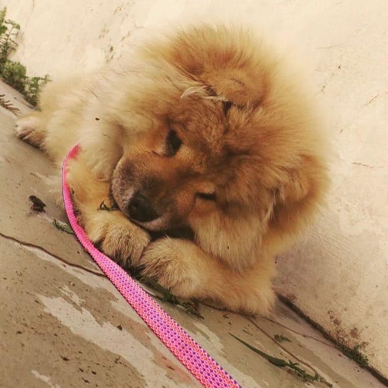 14 Facts About Chinese Lions – Chow Chow - PetPress