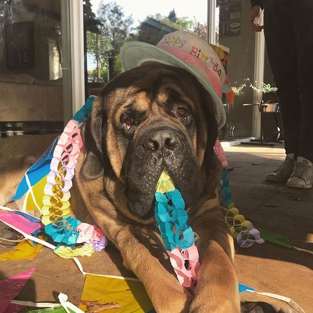 14 Fun Facts About the Big English Mastiffs - PetPress