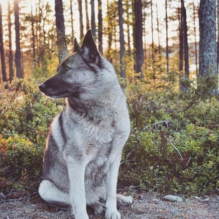 14 Facts About Norwegian Elkhounds - PetPress