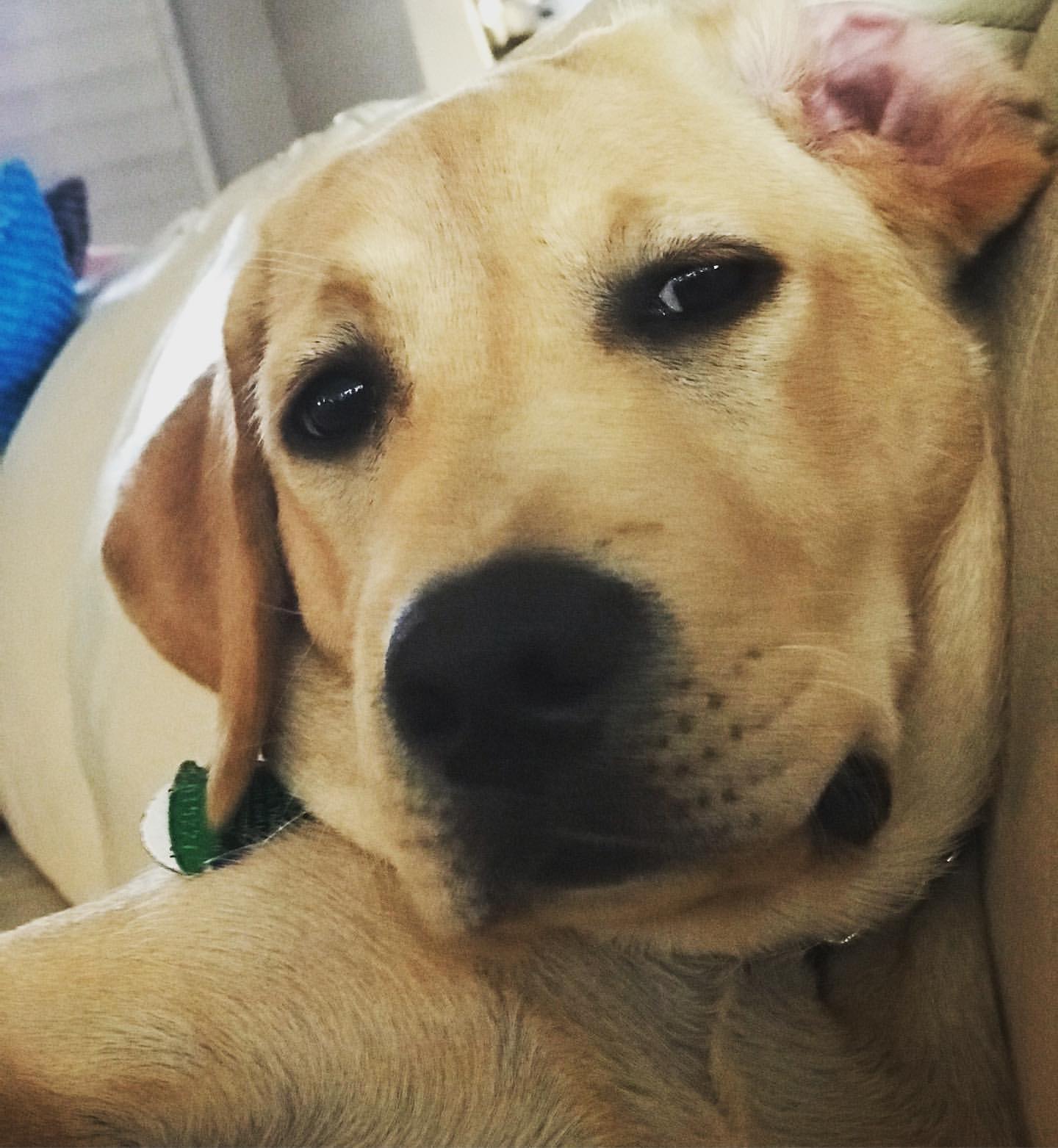14 Signs Your Labrador Is The Best Dog Ever - PetPress