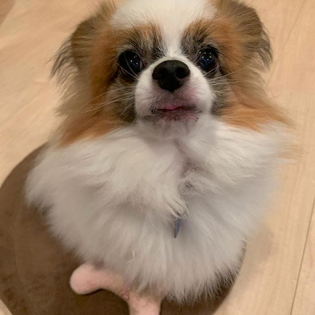 14 Little Known Facts About Papillons - PetPress