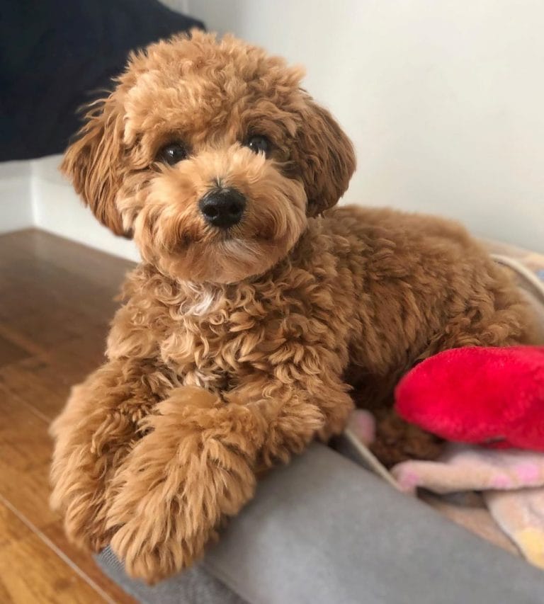 14 Incredibly Beautiful Poodle Pictures - PetPress