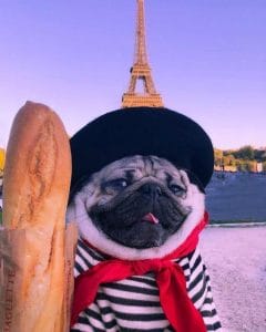 14 Reasons You Will Fall in Love with a Pug - PetPress
