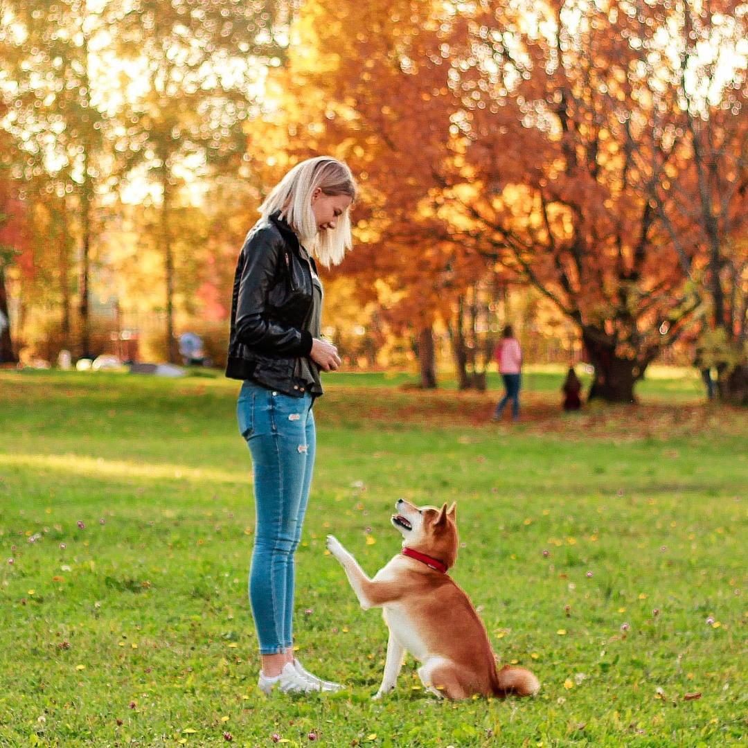15 Photos Proving That Shiba Inu are the Best Friends - PetPress