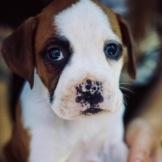 14 Surprising Facts About Boxer Dogs And Why We Love Them - PetPress