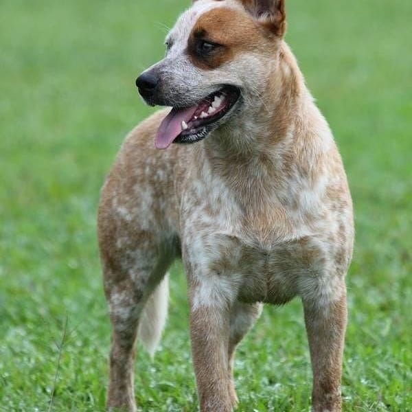14 Truly Interesting Facts About Australian Cattle Dogs - PetPress