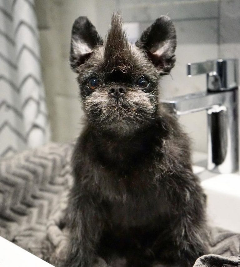 14 Fascinating Facts About Affenpinschers - PetPress