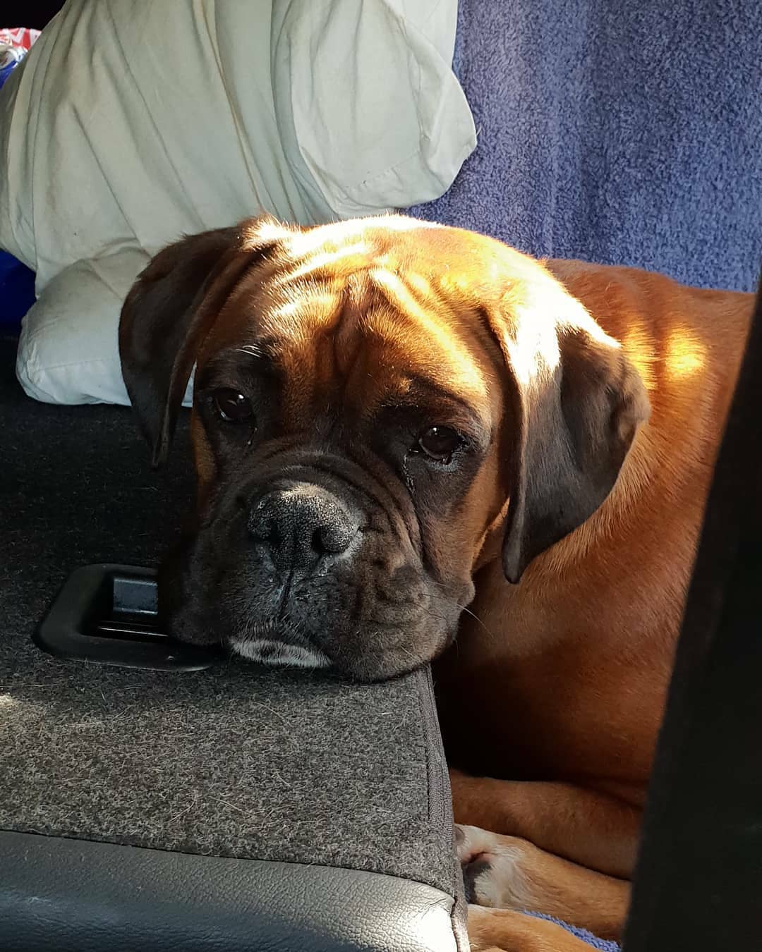 14 Surprising Facts About Boxer Dogs And Why We Love Them - PetPress