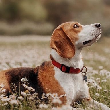 14 Fascinating Beagle Facts - PetPress
