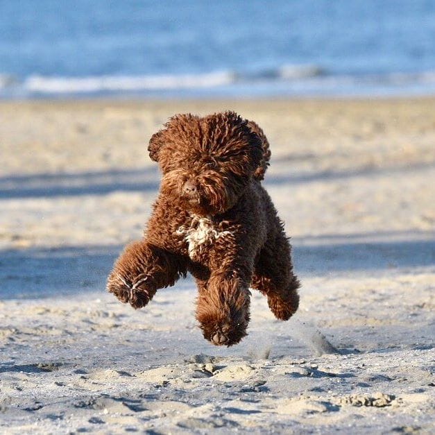 14 Things You Didn’t Know About The Lagotto Romagnolo - PetPress