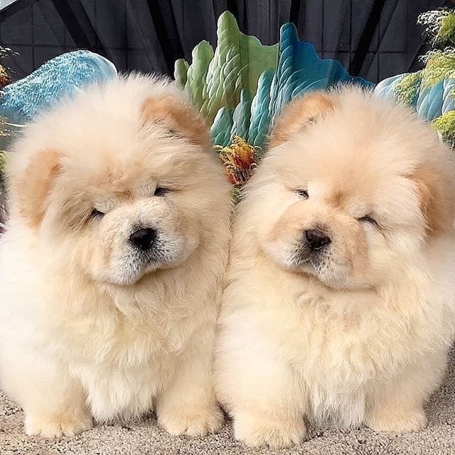 14 Interesting and Fun Facts About Chow Chow You Might Not Know - PetPress