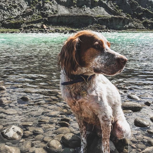14 Fascinating Facts About the Brittany Dog Breed - PetPress